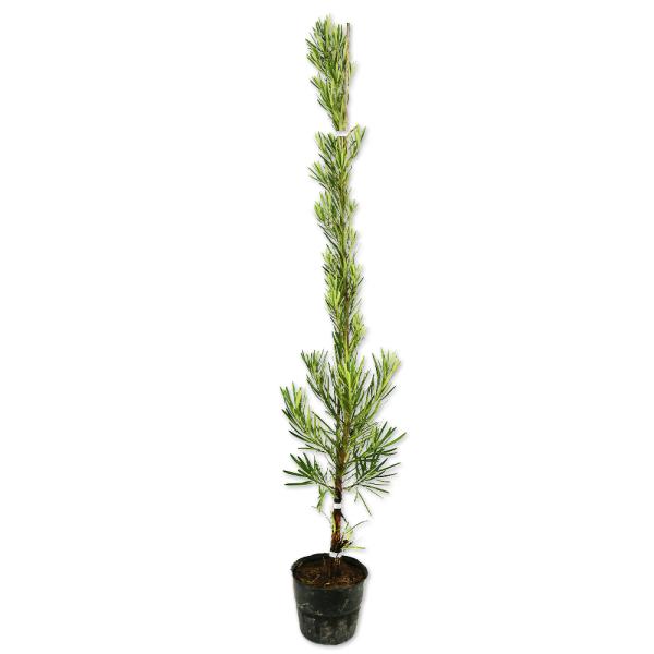 【ラカンマキ】 読み：らかんまき 学名：Podocarpus macrophyllus var. maki マキ科マキ属 常緑高木  【商品情報】 ラカンマキはイヌマキの変種です。イヌマキに比べて葉が小さく枝ぶりも大人しいです。種は生らず刺...