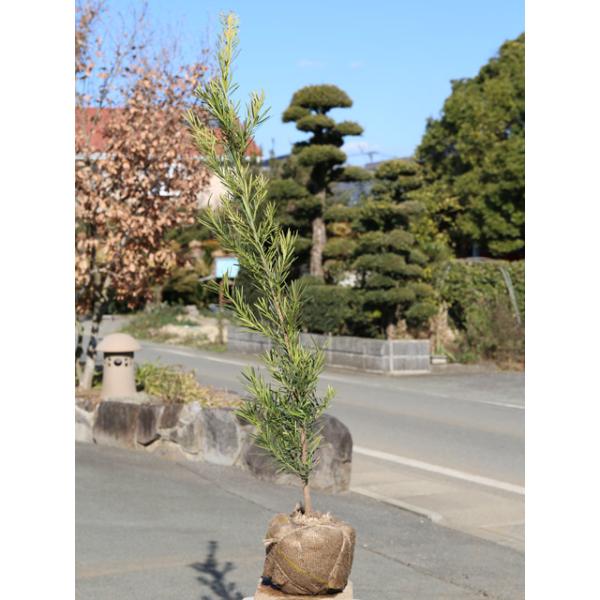 【ラカンマキ】 読み：らかんまき 学名：Podocarpus macrophyllus var. maki マキ科マキ属 常緑高木  【商品情報】 ラカンマキはイヌマキの変種です。イヌマキに比べて葉が小さく枝ぶりも大人しいです。種は生らず刺...