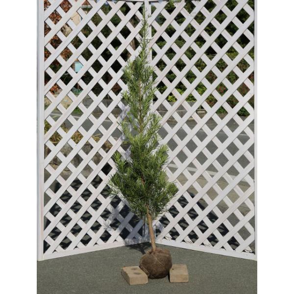 【ラカンマキ】 読み：らかんまき 学名：Podocarpus macrophyllus var. maki マキ科マキ属 常緑高木  【商品情報】 ラカンマキはイヌマキの変種です。イヌマキに比べて葉が小さく枝ぶりも大人しいです。種は生らず刺...