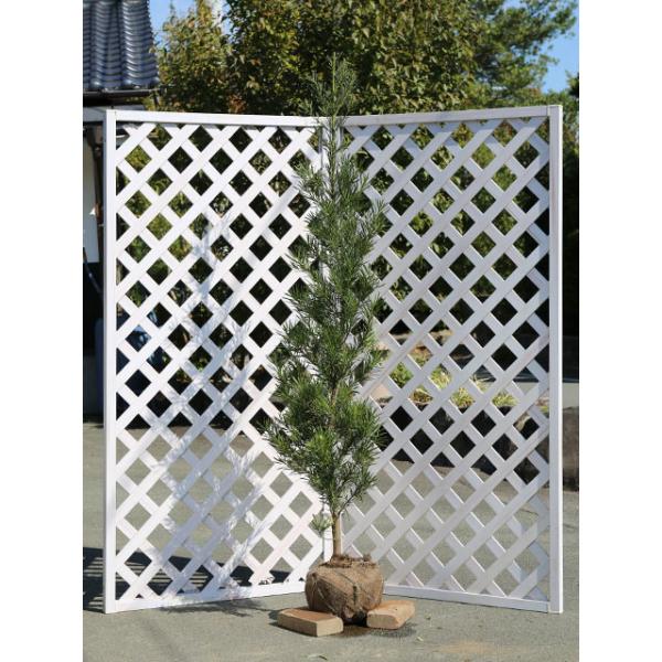 【ラカンマキ】 読み：らかんまき 学名：Podocarpus macrophyllus var. maki マキ科マキ属 常緑高木  【商品情報】 ラカンマキはイヌマキの変種です。イヌマキに比べて葉が小さく枝ぶりも大人しいです。種は生らず刺...