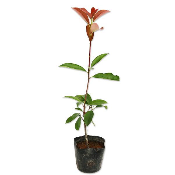 【レッドロビン】（カナメモチ） 読み：れっどろびん 学名：Photinia×fraseri バラ科カナメモチ属 常緑高木  【商品情報】 レッドロビン葉は革質で光沢が有り、刈り込みの直後や春に真っ赤な新芽が出て綺麗です。葉は新芽の時は赤色に...