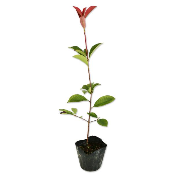 【レッドロビン】（カナメモチ） 読み：れっどろびん 学名：Photinia×fraseri バラ科カナメモチ属 常緑高木  【商品情報】 レッドロビン葉は革質で光沢が有り、刈り込みの直後や春に真っ赤な新芽が出て綺麗です。葉は新芽の時は赤色に...
