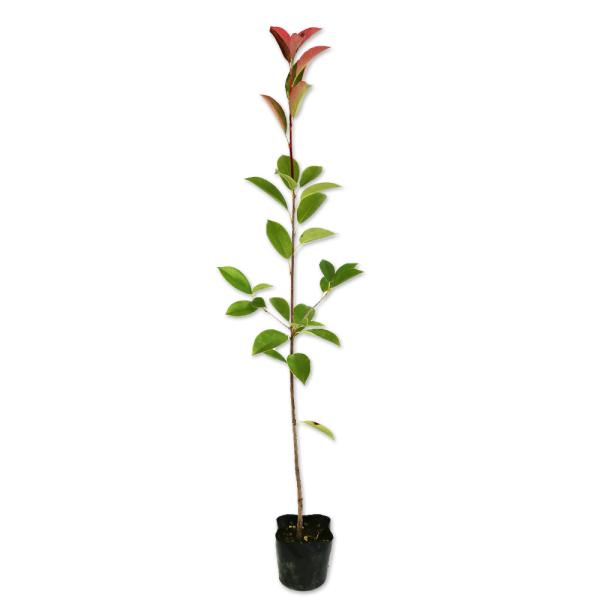 【レッドロビン】（カナメモチ） 読み：れっどろびん 学名：Photinia×fraseri バラ科カナメモチ属 常緑高木  【商品情報】 レッドロビン葉は革質で光沢が有り、刈り込みの直後や春に真っ赤な新芽が出て綺麗です。葉は新芽の時は赤色に...