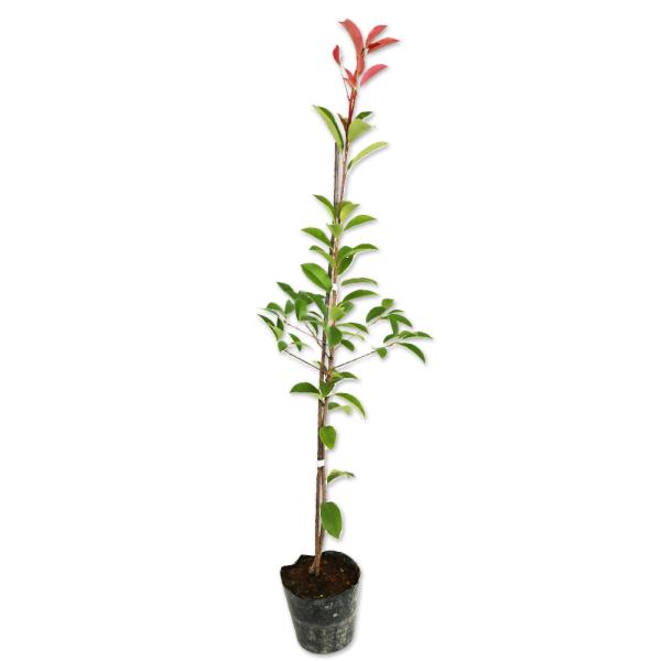 【レッドロビン】（カナメモチ） 読み：れっどろびん 学名：Photinia×fraseri バラ科カナメモチ属 常緑高木  【商品情報】 レッドロビン葉は革質で光沢が有り、刈り込みの直後や春に真っ赤な新芽が出て綺麗です。葉は新芽の時は赤色に...