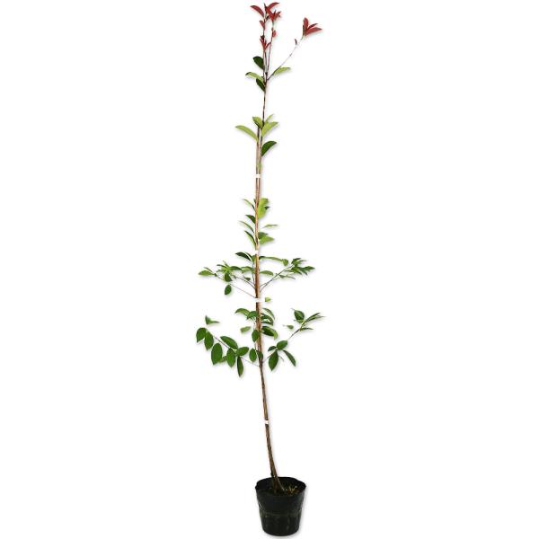 【レッドロビン】（カナメモチ） 読み：れっどろびん 学名：Photinia×fraseri バラ科カナメモチ属 常緑高木  【商品情報】 レッドロビン葉は革質で光沢が有り、刈り込みの直後や春に真っ赤な新芽が出て綺麗です。葉は新芽の時は赤色に...