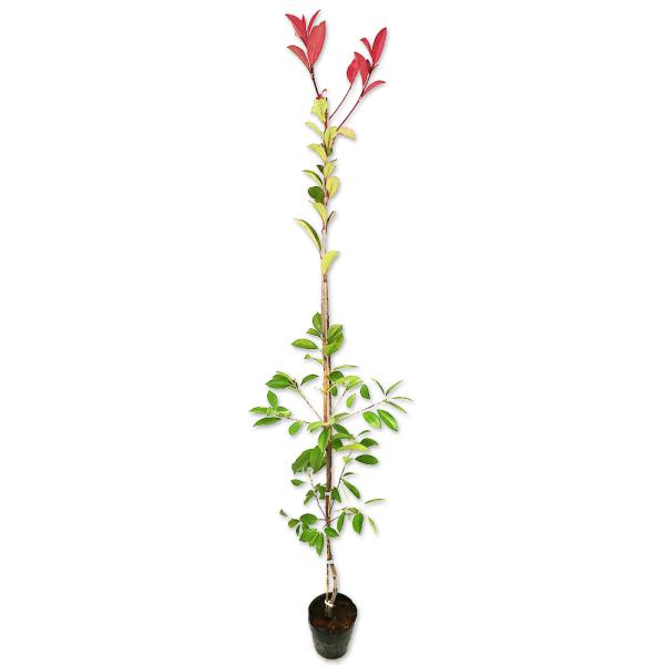 【レッドロビン】（カナメモチ） 読み：れっどろびん 学名：Photinia×fraseri バラ科カナメモチ属 常緑高木  【商品情報】 レッドロビン葉は革質で光沢が有り、刈り込みの直後や春に真っ赤な新芽が出て綺麗です。葉は新芽の時は赤色に...
