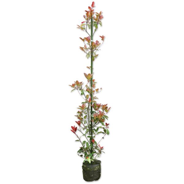 【レッドロビン】（カナメモチ） 読み：れっどろびん 学名：Photinia×fraseri バラ科カナメモチ属 常緑高木  【商品情報】 レッドロビン葉は革質で光沢が有り、刈り込みの直後や春に真っ赤な新芽が出て綺麗です。葉は新芽の時は赤色に...