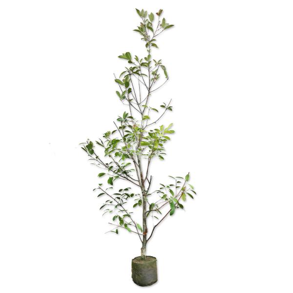 【レッドロビン】（カナメモチ） 読み：れっどろびん 学名：Photinia×fraseri バラ科カナメモチ属 常緑高木  【商品情報】 レッドロビン葉は革質で光沢が有り、刈り込みの直後や春に真っ赤な新芽が出て綺麗です。葉は新芽の時は赤色に...