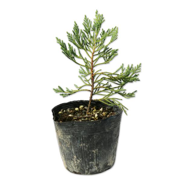 【レイランディ】（レイランドヒノキ）（レイランドサイプレス） 読み：れいらんでぃ 学名：Cupressocyparis leylandii'Leylandii'  ヒノキ科レイランドヒノキ属 常緑高木  【商品情報】 レイランディは代表的な...