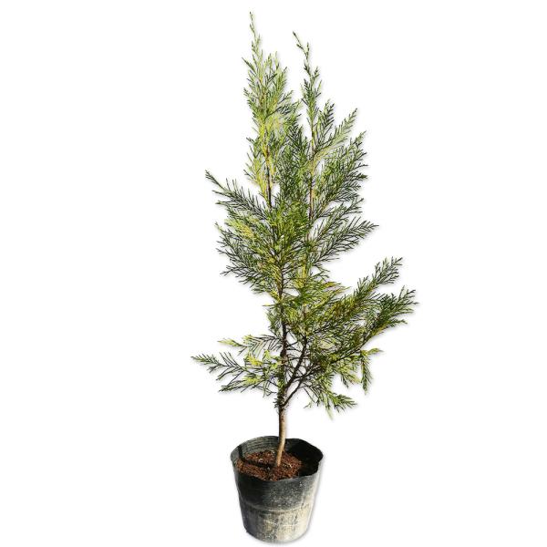 【レイランディ】（レイランドヒノキ）（レイランドサイプレス） 読み：れいらんでぃ 学名：Cupressocyparis leylandii'Leylandii'  ヒノキ科レイランドヒノキ属 常緑高木  【商品情報】 レイランディは代表的な...