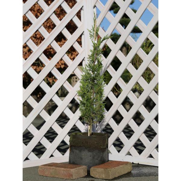 【レイランディ】（レイランドヒノキ）（レイランドサイプレス） 読み：れいらんでぃ 学名：Cupressocyparis leylandii'Leylandii'  ヒノキ科レイランドヒノキ属 常緑高木  【商品情報】 レイランディは代表的な...