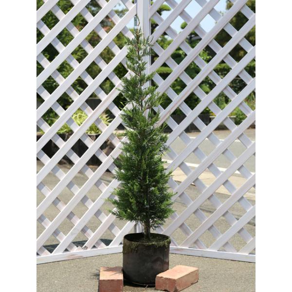 【レイランディ】（レイランドヒノキ）（レイランドサイプレス） 読み：れいらんでぃ 学名：Cupressocyparis leylandii'Leylandii'  ヒノキ科レイランドヒノキ属 常緑高木  【商品情報】 レイランディは代表的な...