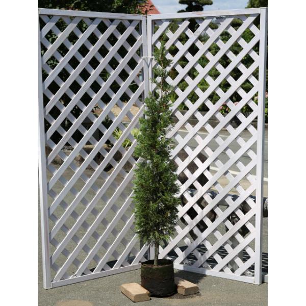 【レイランディ】（レイランドヒノキ）（レイランドサイプレス） 読み：れいらんでぃ 学名：Cupressocyparis leylandii'Leylandii'  ヒノキ科レイランドヒノキ属 常緑高木  【商品情報】 レイランディは代表的な...