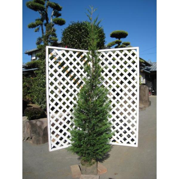 【レイランディ】（レイランドヒノキ）（レイランドサイプレス） 読み：れいらんでぃ 学名：Cupressocyparis leylandii'Leylandii'  ヒノキ科レイランドヒノキ属 常緑高木  【商品情報】 レイランディは代表的な...