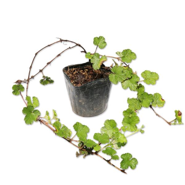 【ルブスカリシノイデス】（トキワイチゴ） 読み：るぶすかりしのいです 学名：Rubus calycinoides バラ科キイチゴ属 常緑つる性低木  【商品情報】 ルプス・カリシノイデスは、つる性の常緑品種です。キイチゴの仲間で這い性で成長...