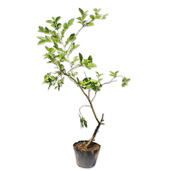 【リガストラム/ビカリー】 読み：りがすとらむ/びかりー 学名：Ligustrum ‘Vicary’ モクセイ科イボタノキ属 半落葉低木  【商品情報】 プリペットは非常に萌芽力が強いです。中国原産の品種です。6〜7月に掛けて白い花が穂状に...