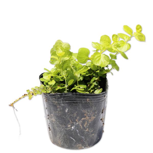 【リシマキア/ヌンムラリアオーレア】 読み：りしまきあ/ぬんむらりあおーれあ 学名：Lysimachia nummularia 'Aurea' サクラソウ科オカトラノオ属 常緑多年草  【商品説明】 リシマキアは初夏に多い尽くすように咲く小...