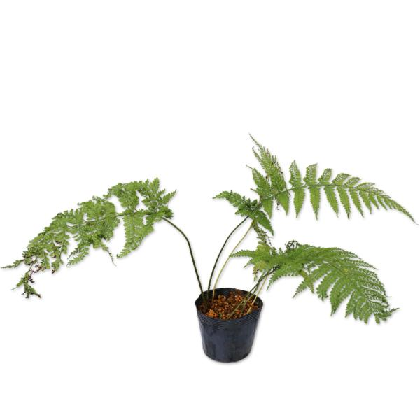 【リョウメンシダ】(両面羊歯) 読み：りょうめんしだ 学名：Arachniodes standishii オシダ科カナワラビ属 多年草 別名：ゼンマイシノブ  【商品説明】 リョウメンシダは多年草です。日本各地の温暖な場所の谷沿いなどの水分...