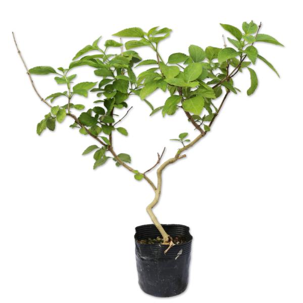 【ランタナ/ミラクルボール】（） 読み：らんたな/みらくるぼーる  【商品説明】 ランタナは常緑低木です。5月から10月にかけて小さな手まり状の花をたくさん咲かせます。花の色が黄色から赤、白からピンクへと変色する品種もあります。寒さで葉を落...