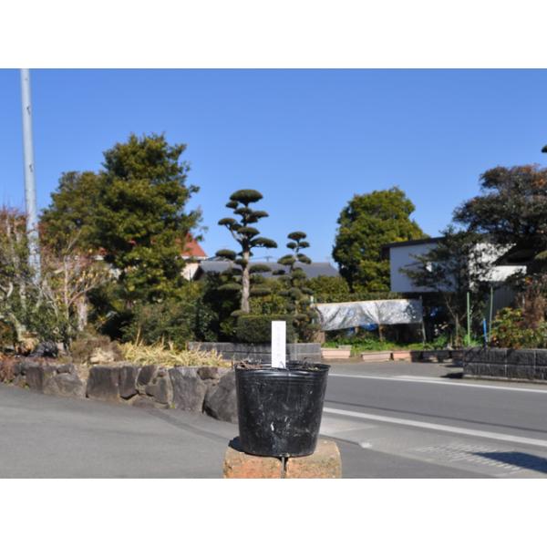 【リュウキンカ】(立金花) 読み：りゅうきんか 学名：palustris var. nipponica キンポウゲ科リュウキンカ属 多年草 別名：  【名前の由来】 黄金色の花が立ちあがって咲くことから。  【商品情報】リュウキンカは0.5...