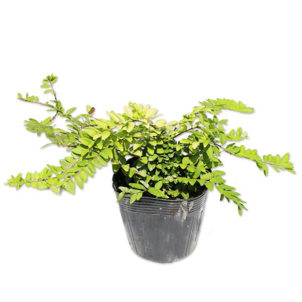 【ロニセラ/エドミーゴールド】 読み：ろにせら/えどみーごーるど 【ロニセラ/エドミーゴールド】 スイカズラ科スイカズラ属 耐寒性常緑低木 別名：  【商品情報】ロニセラ/エドミーゴールドは0.3mになる耐寒性常緑低木です。北アメリカが原産...