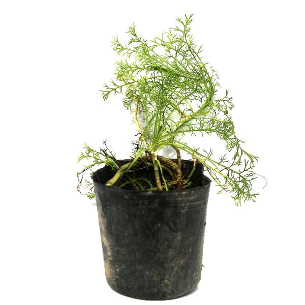 【ローマンカモミール】() 読み：ろーまんかもみーる 学名：Chamaemelum nobile キク科カマエメルム属 常緑多年草 別名：  【名前の由来】   【商品情報】ローマンカモミールは0.5mになる常緑多年草です。地中海沿岸が原産...