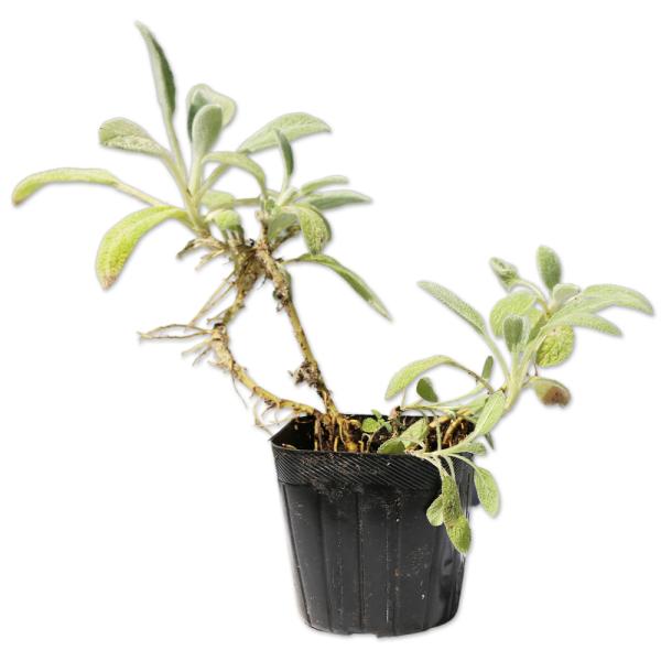 【ラムズイヤー】() 読み：らむずいやー 学名：Stachys byzantina シソ科イヌゴマ属 多年草 別名：ワタチョロギ  【名前の由来】 子羊の耳に似ていることから。  【商品情報】ラムズイヤーは0.8mになる多年草です。コーカサ...