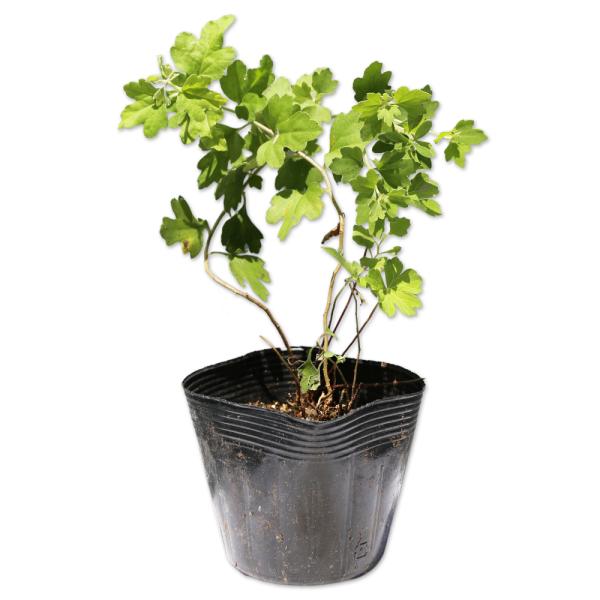 【リョウノウギク】(竜脳菊) 読み：りゅうのうぎく 学名：Chrysanthemum japonicum (Makino) Kitam. キク科キク属 多年草 別名：  【名前の由来】 茎や葉の香りが竜脳という香料に似ていることから  【商...