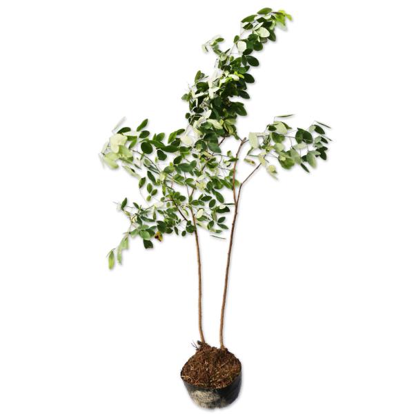 【リュウキュウハギ】(琉球萩) 読み：りゅうきゅうはぎ 学名：Lespedeza liukiuensis Hatusima.  マメ科ハギ属 耐寒性落葉低木 別名：  【商品情報】 リュウキュウハギは2〜3mになる耐寒性落葉低木です。東南ア...