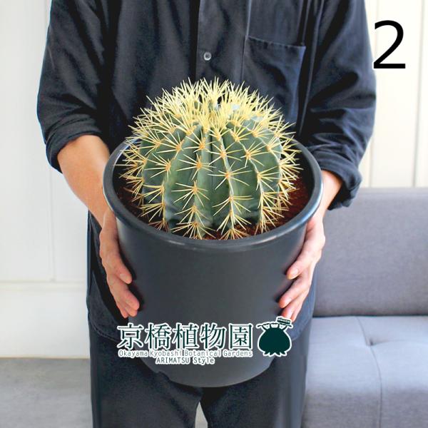 《 植物データ 》サボテン 王冠竜分類：サボテン科フェロカクタス属学名：Ferocactus glaucescens原産国：メキシコ《 サイズ 》・全高：約40cm、最大幅：約21cm・鉢サイズ：8号（口径約24cm）《 ギフト対応 》・ラ...