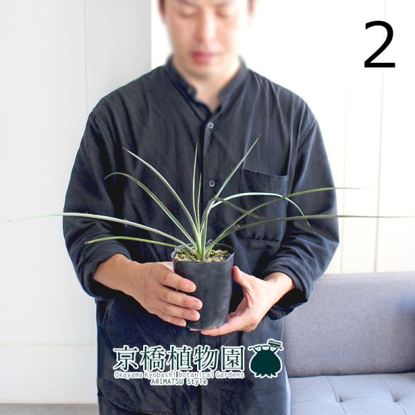 《 植物データ 》ユッカ・フィリフェラ分類：リュウゼツラン科ユッカ属学名：Yucca filifera原産国：メキシコからアメリカ《 サイズ 》・全高：約33cm、最大幅：約65cm・鉢サイズ：3.5号（口径約10.5cm）《 ギフト対応 ...