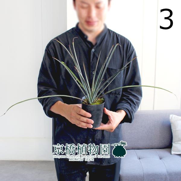 《 植物データ 》ユッカ・フィリフェラ分類：リュウゼツラン科ユッカ属学名：Yucca filifera原産国：メキシコからアメリカ《 サイズ 》・全高：約43cm、最大幅：約66cm・鉢サイズ：3.5号（口径約10.5cm）《 ギフト対応 ...