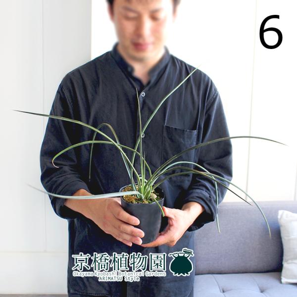 《 植物データ 》ユッカ・フィリフェラ分類：リュウゼツラン科ユッカ属学名：Yucca filifera原産国：メキシコからアメリカ《 サイズ 》・全高：約39cm、最大幅：約64cm・鉢サイズ：3.5号（口径約10.5cm）《 ギフト対応 ...