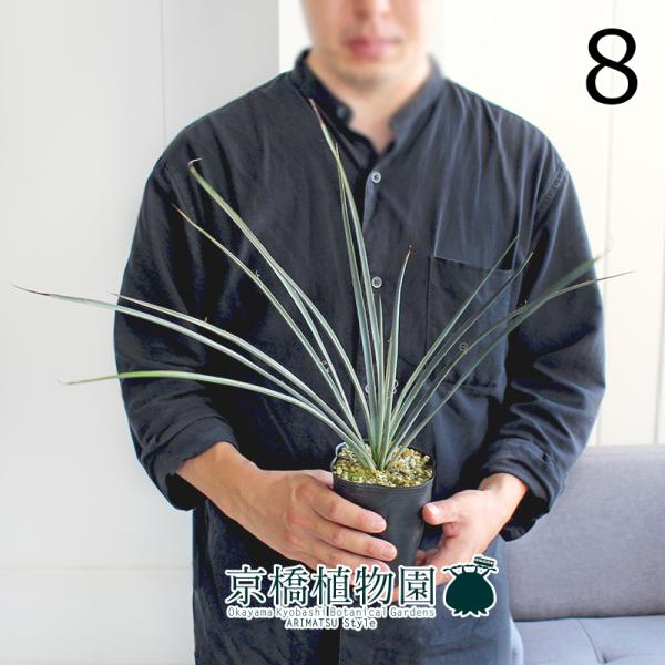 《 植物データ 》ユッカ・フィリフェラ分類：リュウゼツラン科ユッカ属学名：Yucca filifera原産国：メキシコからアメリカ《 サイズ 》・全高：約43cm、最大幅：約53cm・鉢サイズ：3.5号（口径約10.5cm）《 ギフト対応 ...