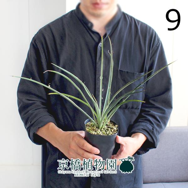 《 植物データ 》ユッカ・フィリフェラ分類：リュウゼツラン科ユッカ属学名：Yucca filifera原産国：メキシコからアメリカ《 サイズ 》・全高：約37cm、最大幅：約47cm・鉢サイズ：3.5号（口径約10.5cm）《 ギフト対応 ...