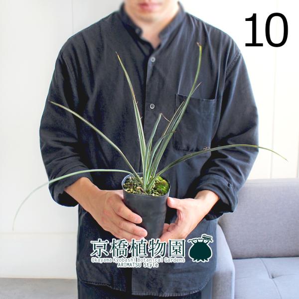 《 植物データ 》ユッカ・フィリフェラ分類：リュウゼツラン科ユッカ属学名：Yucca filifera原産国：メキシコからアメリカ《 サイズ 》・全高：約39cm、最大幅：約55cm・鉢サイズ：3.5号（口径約10.5cm）《 ギフト対応 ...