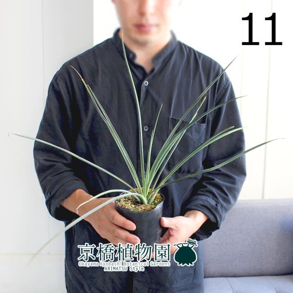 《 植物データ 》ユッカ・フィリフェラ分類：リュウゼツラン科ユッカ属学名：Yucca filifera原産国：メキシコからアメリカ《 サイズ 》・全高：約45cm、最大幅：約54cm・鉢サイズ：3.5号（口径約10.5cm）《 ギフト対応 ...
