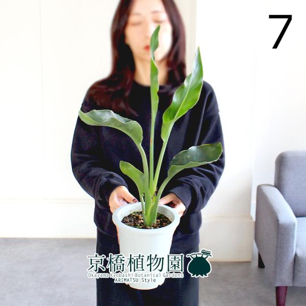 《 植物データ 》ストレチア/ストレリチア・レギネ分類：バショウ科ストレリチア属学名：Strelitzia reginae原産国：南アフリカ《 サイズ 》・全高：約59cm、最大幅：約33cm・鉢サイズ：5号（口径約15cm）《 ギフト対応...