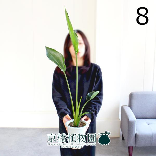 《 植物データ 》ストレチア/ストレリチア・レギネ分類：バショウ科ストレリチア属学名：Strelitzia reginae原産国：南アフリカ《 サイズ 》・全高：約91cm、最大幅：約29cm・鉢サイズ：5号（口径約15cm）《 ギフト対応...