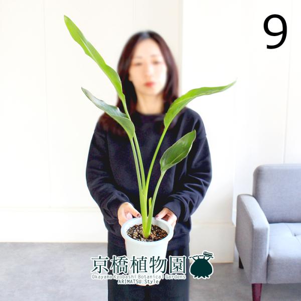 《 植物データ 》ストレチア/ストレリチア・レギネ分類：バショウ科ストレリチア属学名：Strelitzia reginae原産国：南アフリカ《 サイズ 》・全高：約77cm、最大幅：約41cm・鉢サイズ：5号（口径約15cm）《 ギフト対応...