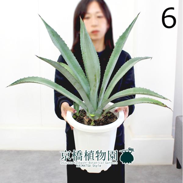 《 植物データ 》アガベ・アオノリュウゼツラン分類：リュウゼツラン科アガベ属学名：Agave americana var. marginata原産国：メキシコ《 サイズ 》・全高：約70cm、最大幅：約66cm・鉢サイズ：8号（口径約24c...