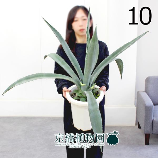 《 植物データ 》アガベ・アオノリュウゼツラン分類：リュウゼツラン科アガベ属学名：Agave americana var. marginata原産国：メキシコ《 サイズ 》・全高：約80cm、最大幅：約81cm・鉢サイズ：8号（口径約24c...