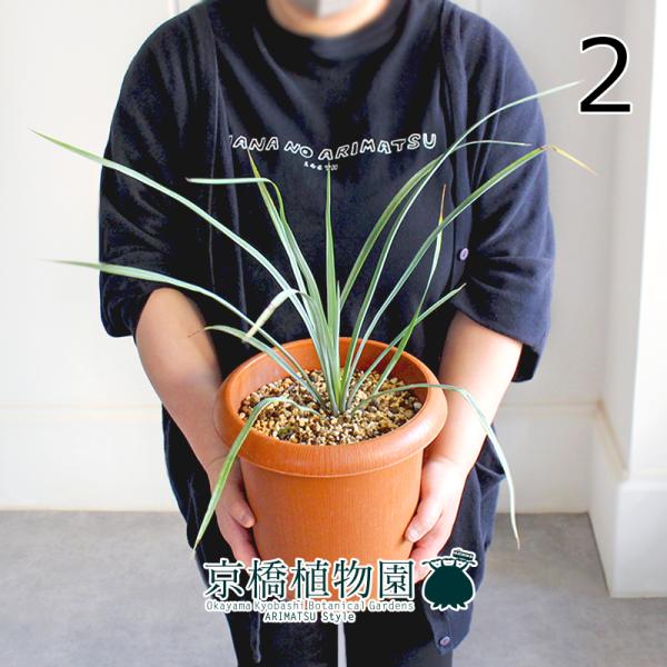 《 植物データ 》ユッカ・リギダ分類：リュウゼツラン科ユッカ属学名：Yucca rigida原産国：メキシコ《 サイズ 》・全高：約50cm、最大幅：約46cm・鉢サイズ：7号（口径約18cm）《 ギフト対応 》・ラッピング・カード・札無料...