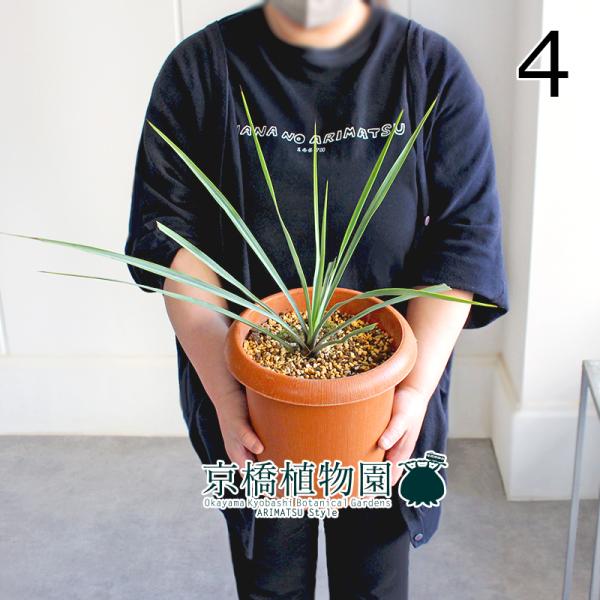 《 植物データ 》ユッカ・リギダ分類：リュウゼツラン科ユッカ属学名：Yucca rigida原産国：メキシコ《 サイズ 》・全高：約52cm、最大幅：約53cm・鉢サイズ：7号（口径約18cm）《 ギフト対応 》・ラッピング・カード・札無料...