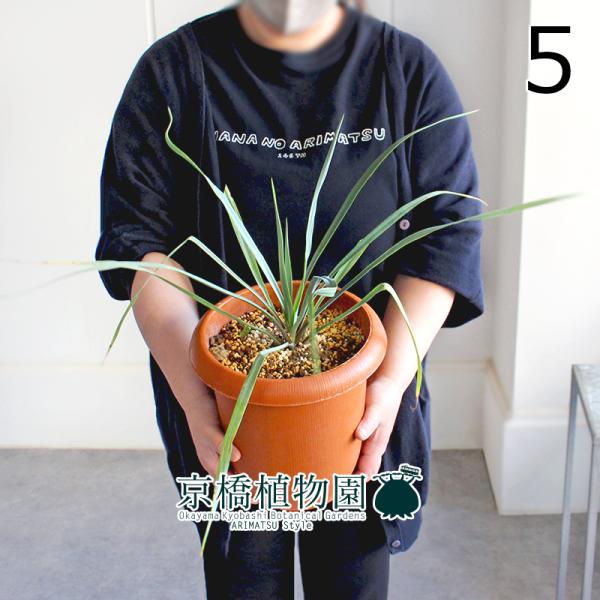 《 植物データ 》ユッカ・リギダ分類：リュウゼツラン科ユッカ属学名：Yucca rigida原産国：メキシコ《 サイズ 》・全高：約49cm、最大幅：約64cm・鉢サイズ：7号（口径約18cm）《 ギフト対応 》・ラッピング・カード・札無料...