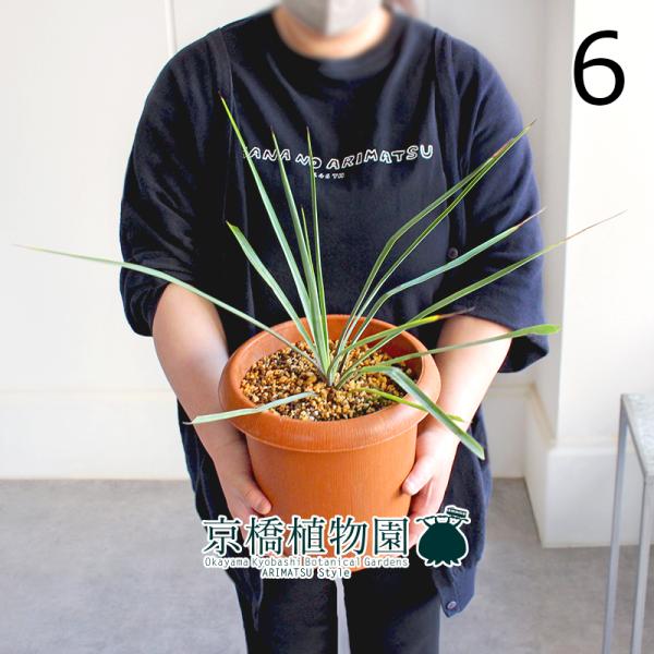 《 植物データ 》ユッカ・リギダ分類：リュウゼツラン科ユッカ属学名：Yucca rigida原産国：メキシコ《 サイズ 》・全高：約49cm、最大幅：約54cm・鉢サイズ：7号（口径約18cm）《 ギフト対応 》・ラッピング・カード・札無料...