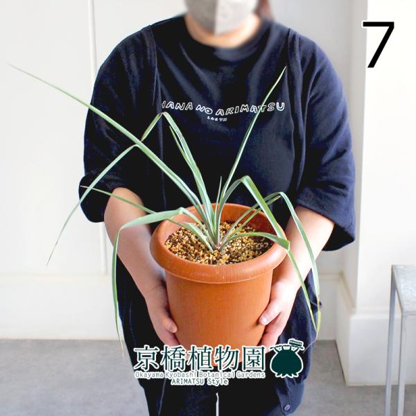 《 植物データ 》ユッカ・リギダ分類：リュウゼツラン科ユッカ属学名：Yucca rigida原産国：メキシコ《 サイズ 》・全高：約49cm、最大幅：約49cm・鉢サイズ：7号（口径約18cm）《 ギフト対応 》・ラッピング・カード・札無料...
