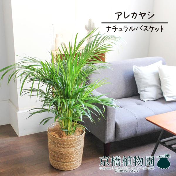 品種名：アレカヤシ分　類：ヤシ科ディプシス属学　名：Dypsis lutescens《 サイズ 》・全高：約100cm程度・幅：約85cm程度・鉢サイズ：8号※写真と同等の規格の商品をお届けいたします。樹形や葉のつき方には個体差がございます...