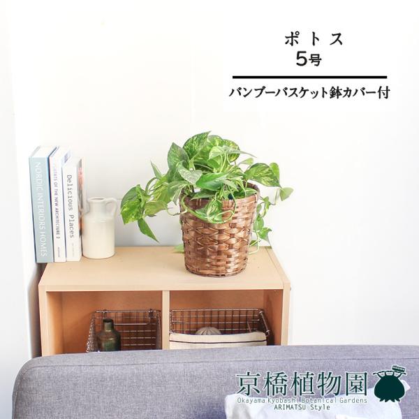 品種名：ポトス分　類：サトイモ科ハブカズラ（エピプレムヌム）属学　名：Epipremnum pinnatum 'Aureum’《 サイズ 》・鉢サイズ：5号鉢・全高：約30cm前後※こちらはサイズの目安です。季節などにより変動がございますの...