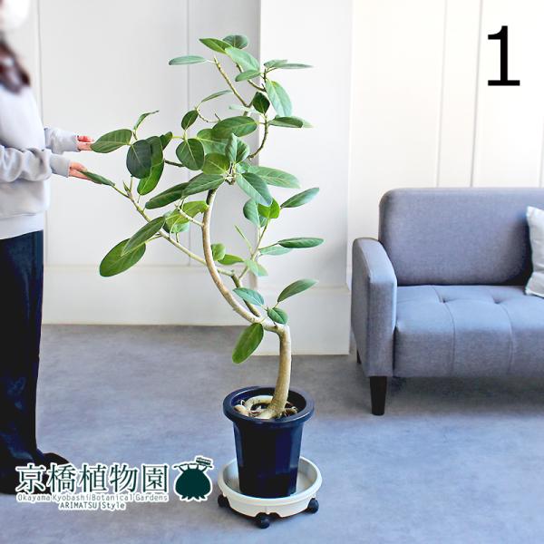《 植物データ 》フィカス・ベンガレンシス分類：クワ科フィカス属学名：Ficus benghalensis原産国：インド・スリランカ《 サイズ 》・全高：約116cm、最大幅：約70cm・鉢サイズ：8号（口径約24cm）《 ギフト対応 》・...
